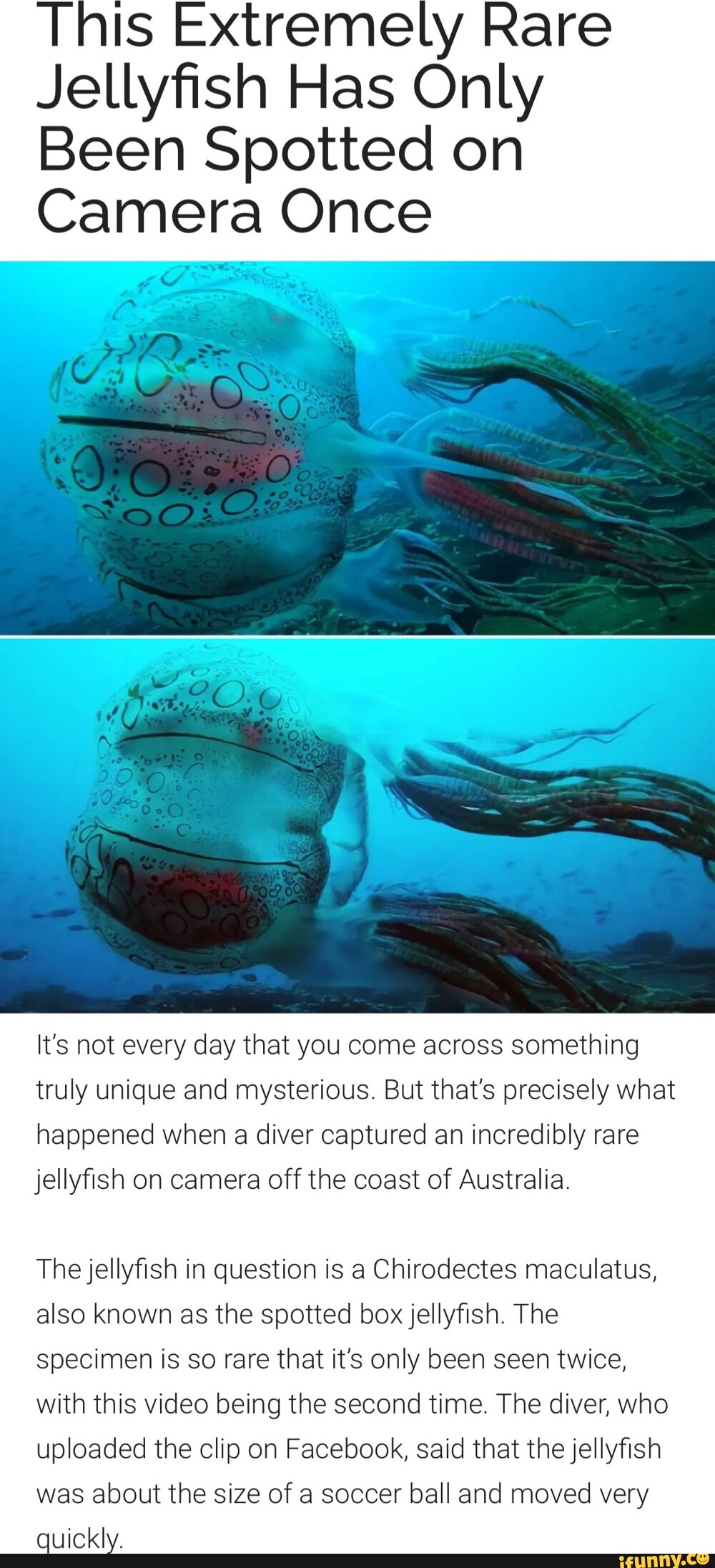 This Extremely Rare Jellyfish Has Only Been Spotted on Camera Once Ro ...