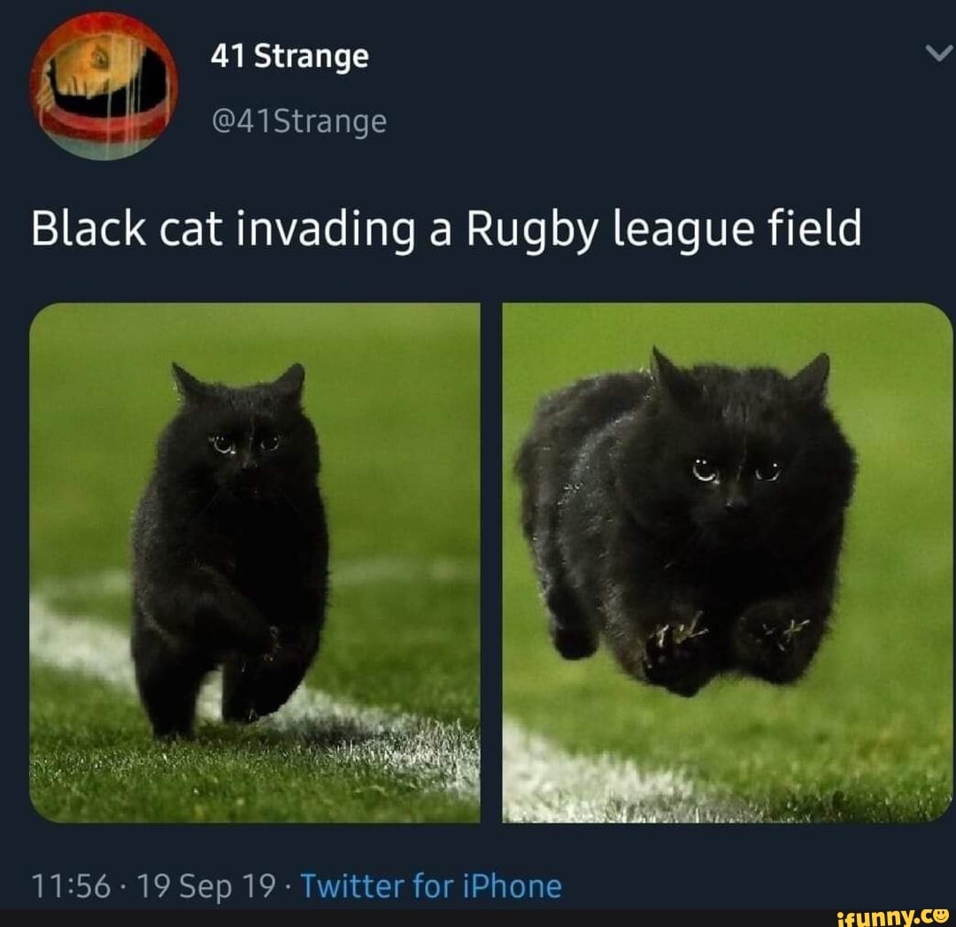 Black cat invading a Rugby league field - iFunny