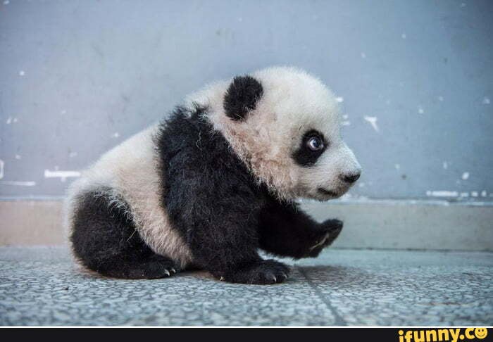Chengdu_research_base_of_giant_panda_breeding memes. Best Collection of ...
