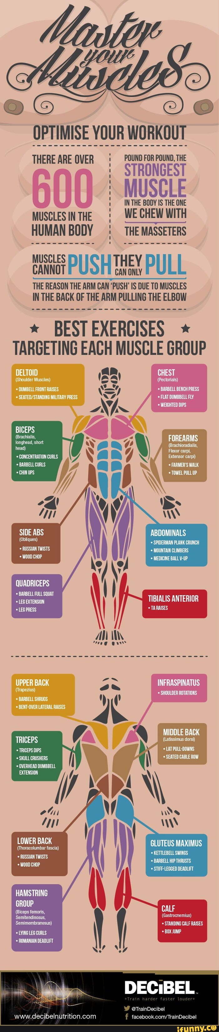 =e) @ OPTIMISE YOUR WORKOUT THERE ARE OVER STRONGEST IN THE BODY IS THE ...