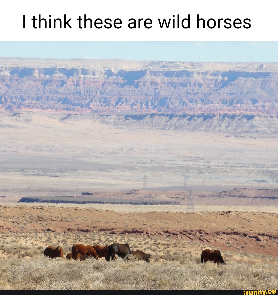 Navajo memes. Best Collection of funny Navajo pictures on iFunny