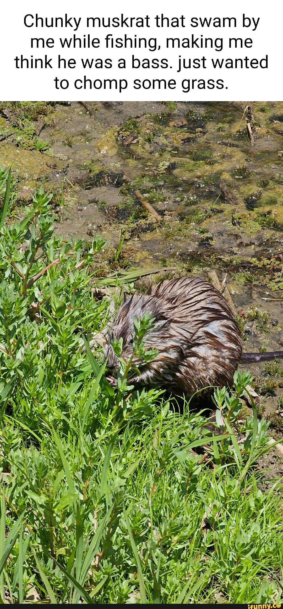 Muskrat memes. Best Collection of funny Muskrat pictures on iFunny