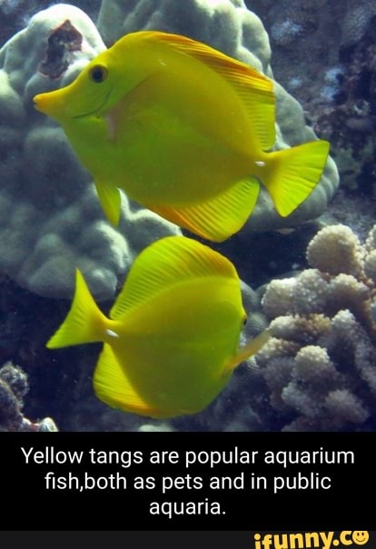 Tangs memes. Best Collection of funny Tangs pictures on iFunny