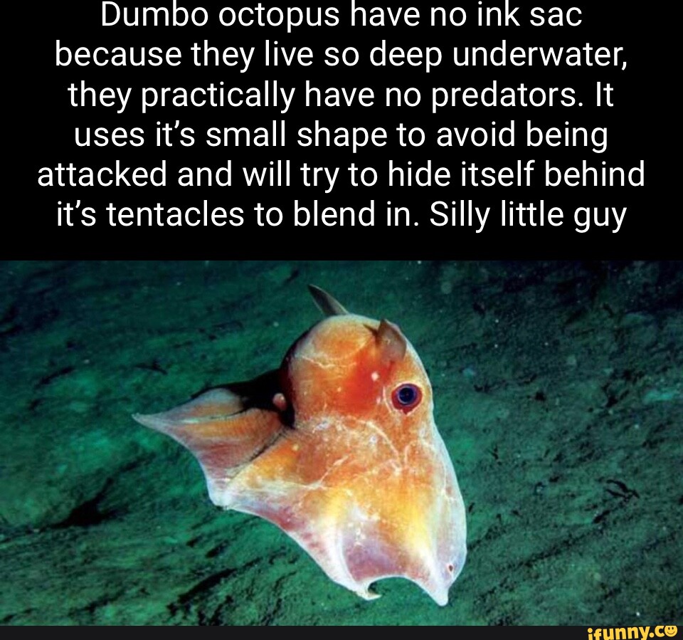 Dumbo octopus have no ink sac because they live so deep underwater ...
