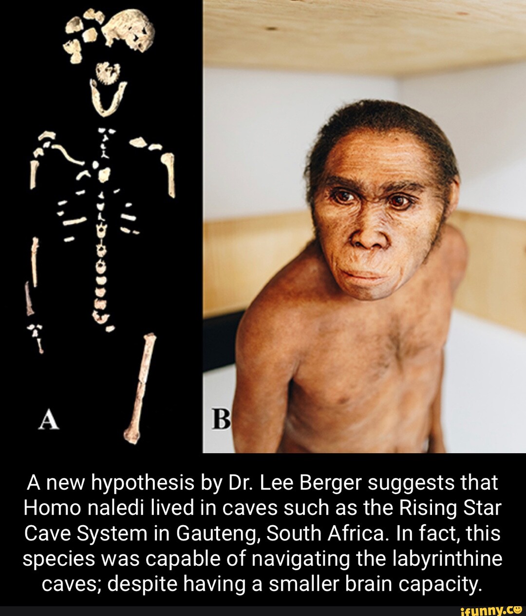 Homonaledi memes. Best Collection of funny Homonaledi pictures on iFunny