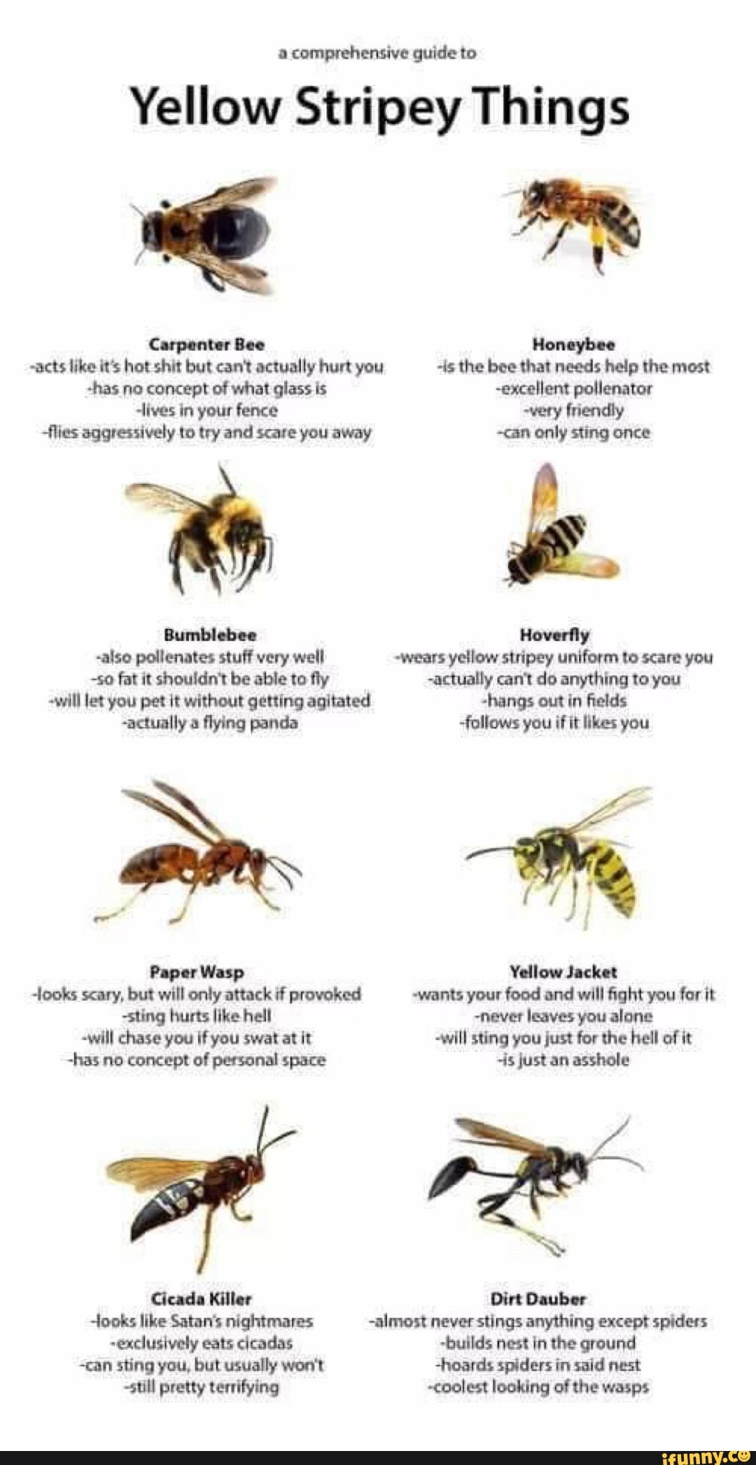 A comprehensive guide to Yellow Stripey Things Carpenter Bee Hon -acts ...