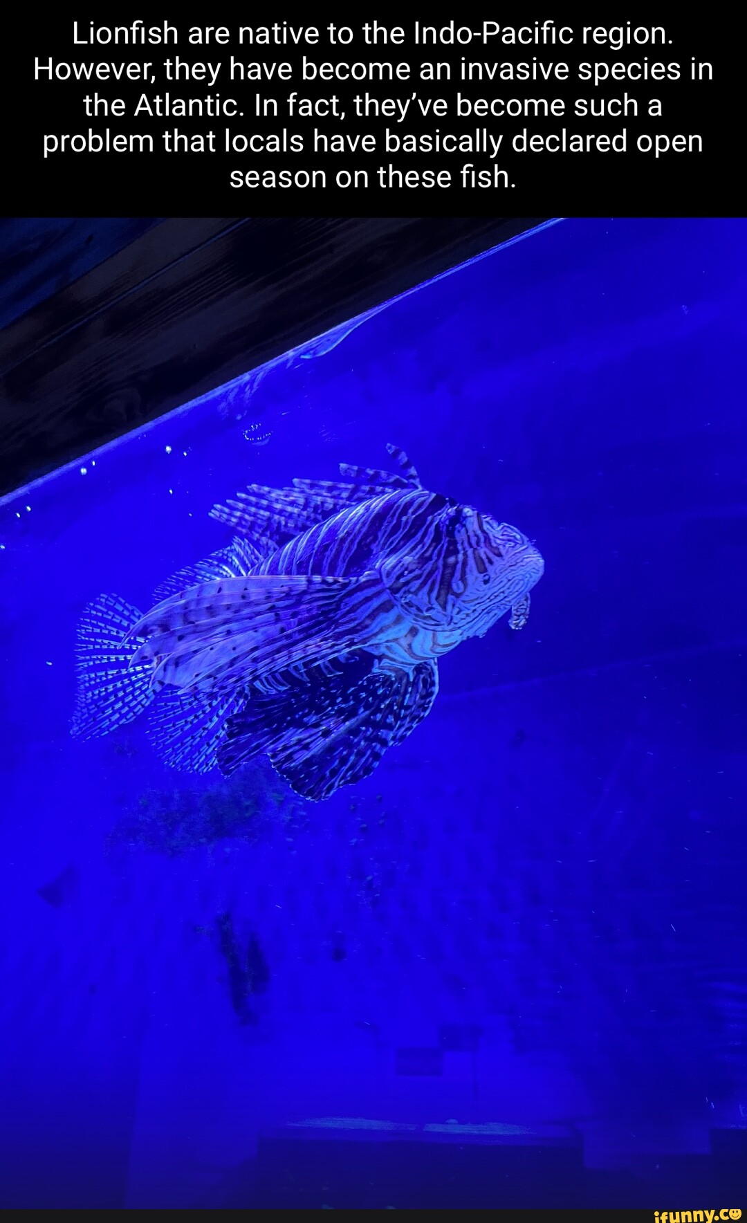 Lionfish memes. Best Collection of funny Lionfish pictures on iFunny