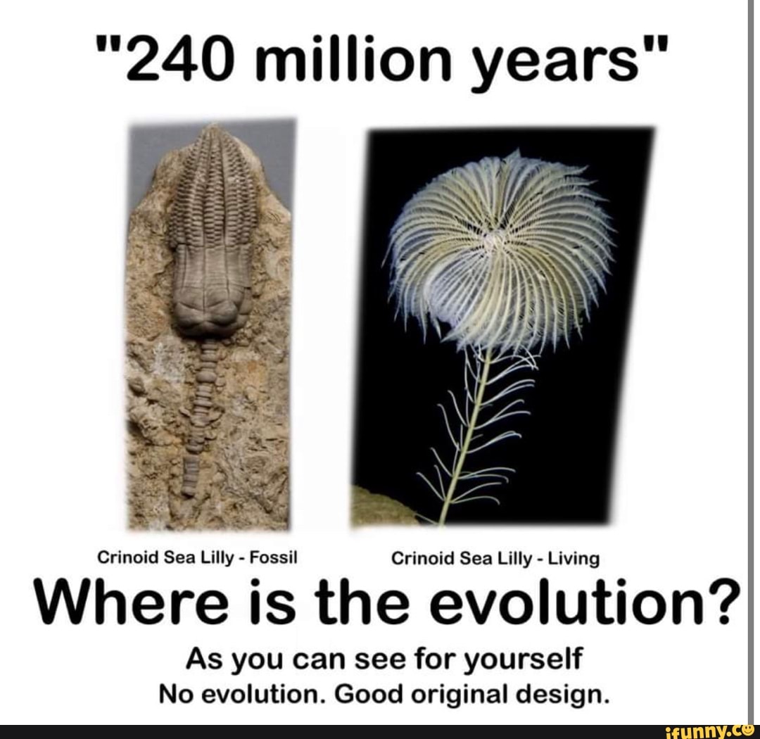 "240 million years" GEE Crinoid Sea Lilly - Fossil Crinoid Sea Lilly ...