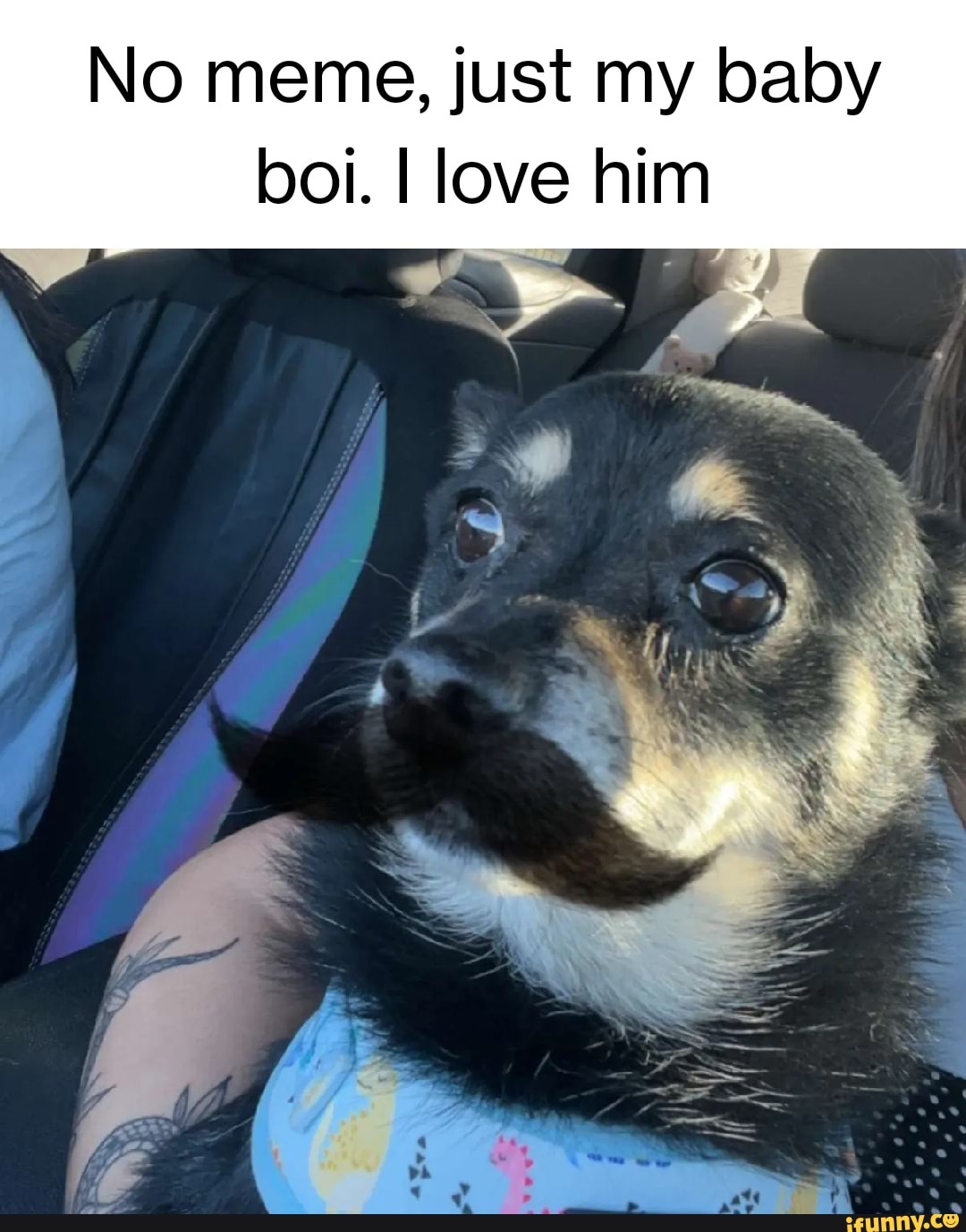 No meme, just my baby boi. I love him - iFunny