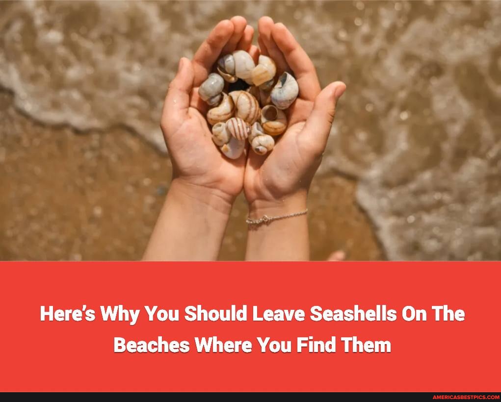 Here's Why You Should Leave Seashells On The Beaches Where You Find ...