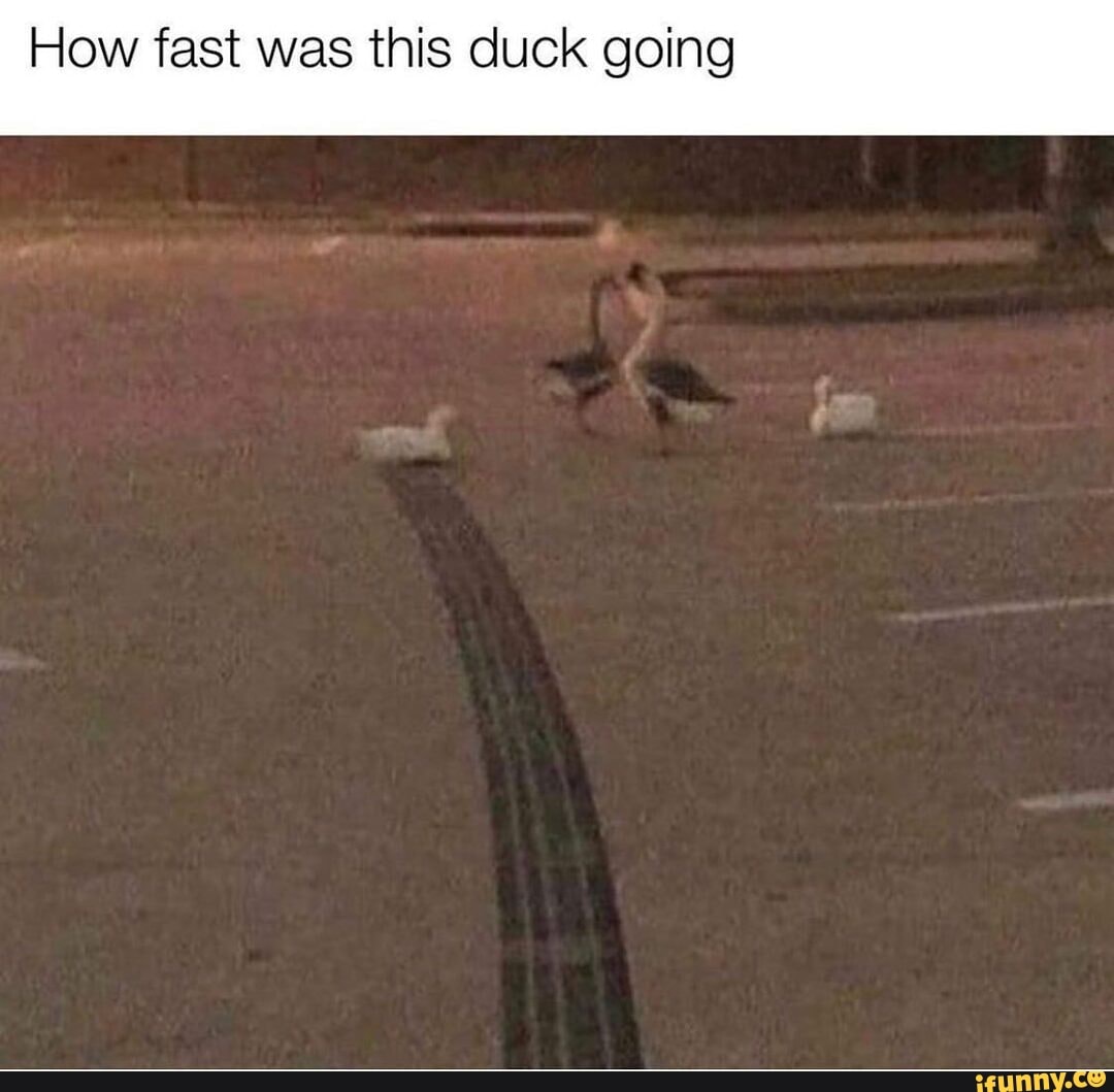 How fast was this duck going - iFunny
