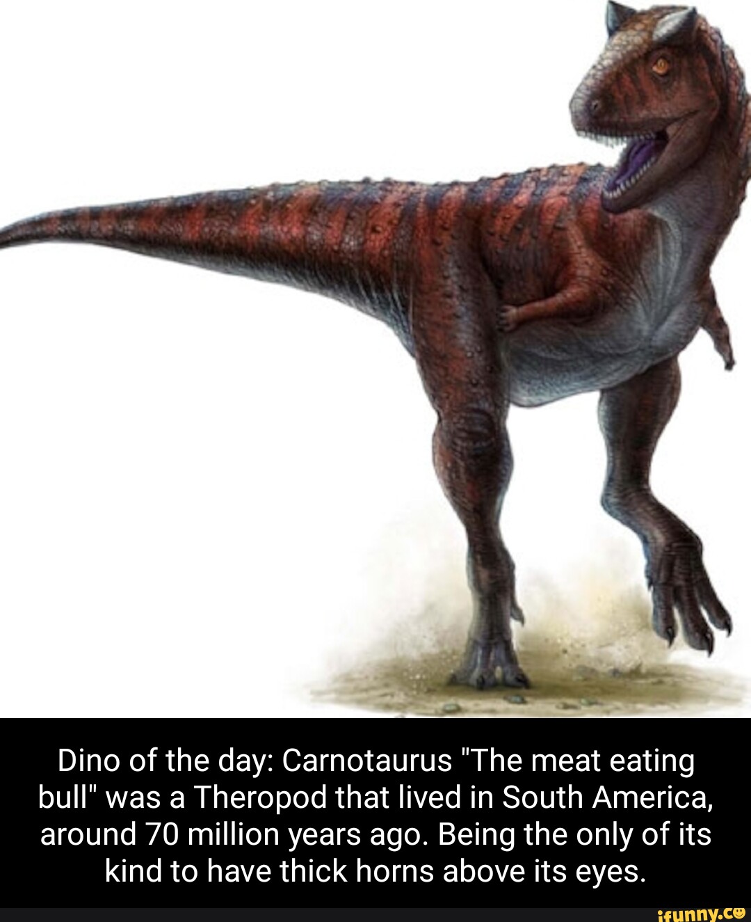 Dino of the day: Carnotaurus "The meat eating bull" was a Theropod that ...