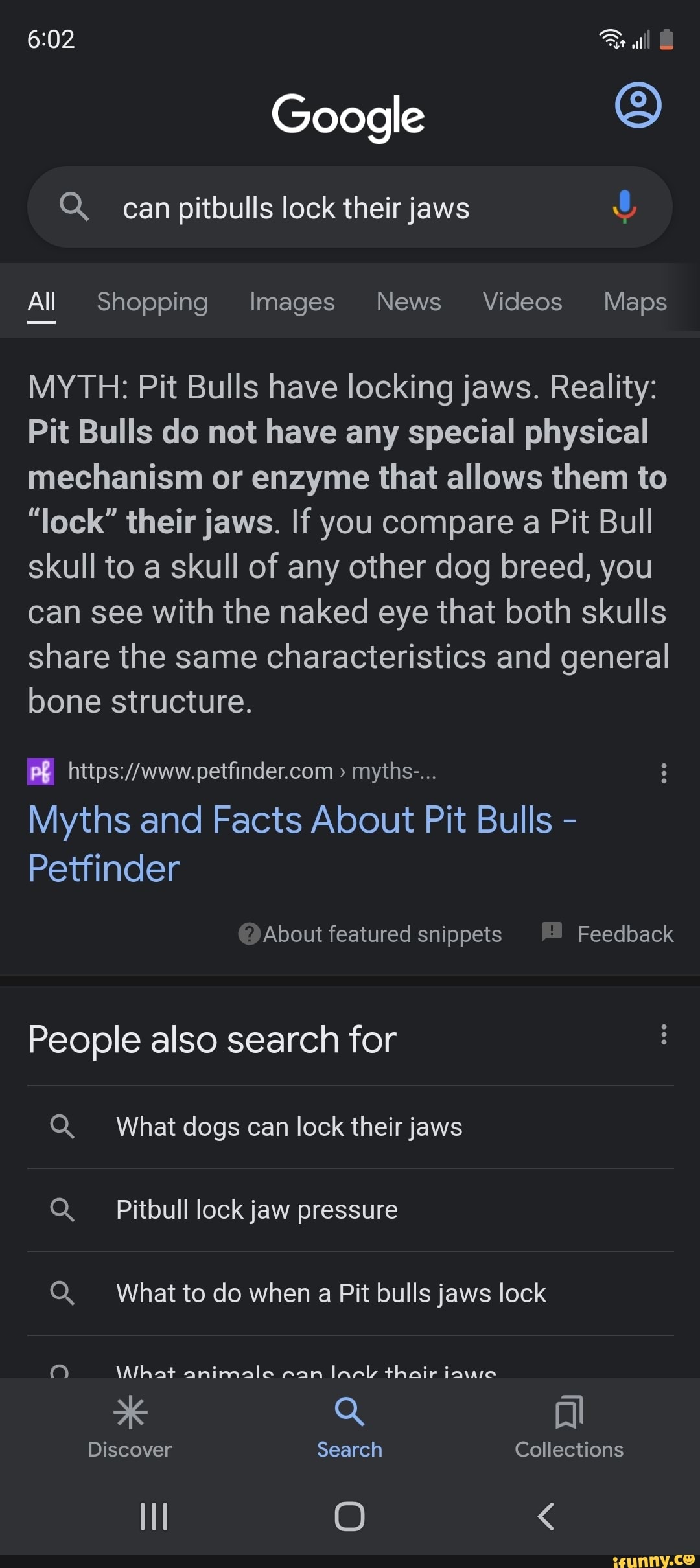 Can Pitbulls Lock Their Jaws