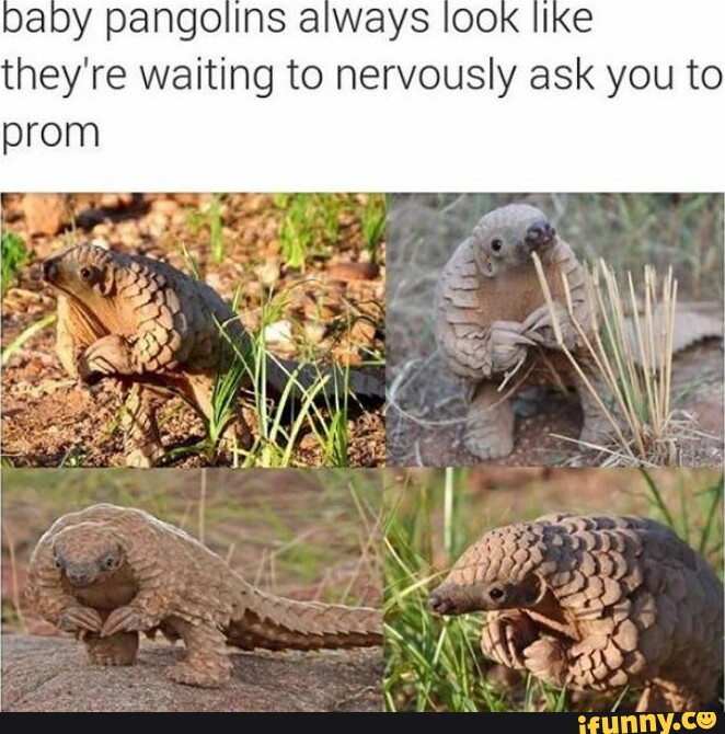 Pangolins memes. Best Collection of funny Pangolins pictures on iFunny