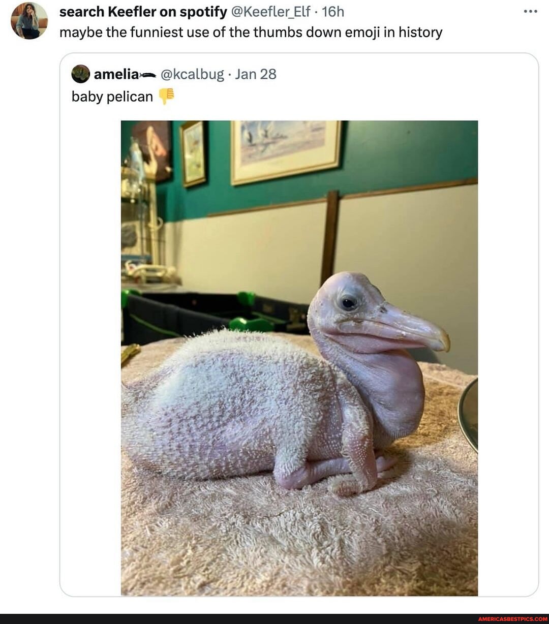 Baby pelican: 👍 or 👎 ? |🦜 Follow for Daily Bird Memes! 🦜| - #bird # ...