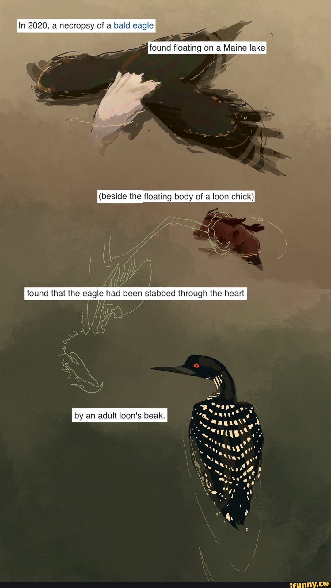 In 2020, necropsy of bald eagle FF found floating on a Maine lake ...