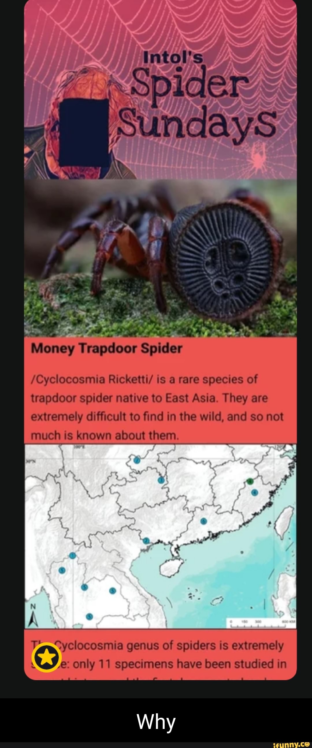 Money Trapdoor Sp /Cyclocosmia Ricketti/ is a rare species of trapdoor ...