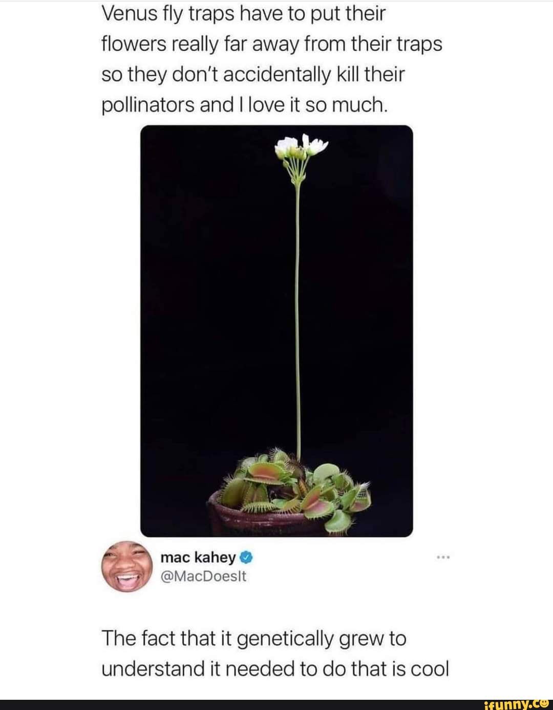 Venus fly traps have to put their flowers really far away from their ...
