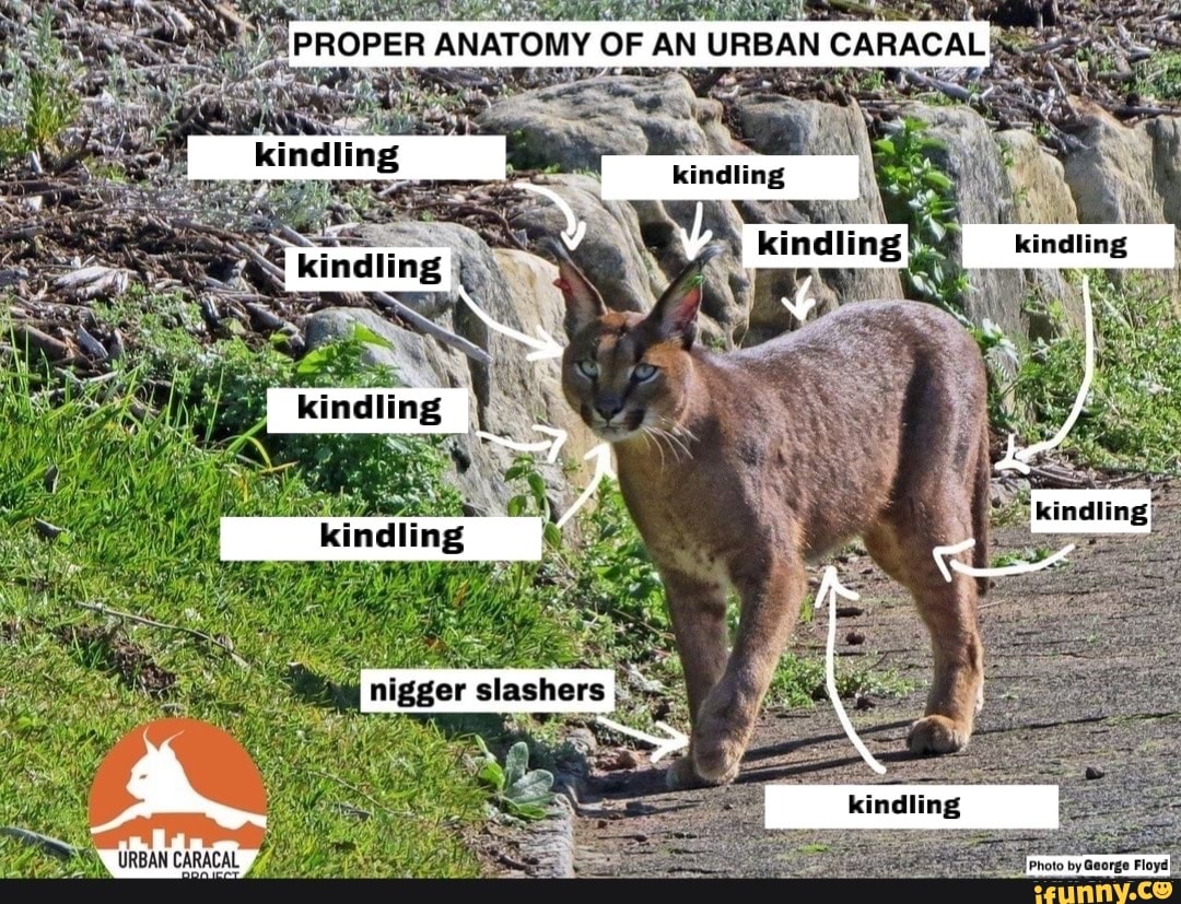 PROPER ANATOMY OF AN URBAR migger Photo by George - iFunny