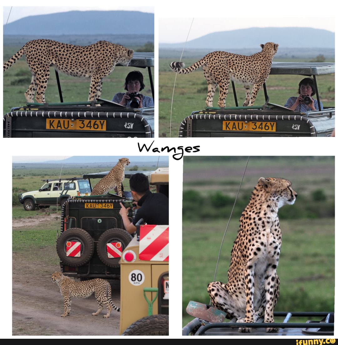 Picture memes LDVAZ34E8 by wildlifephotography_2020 - iFunny