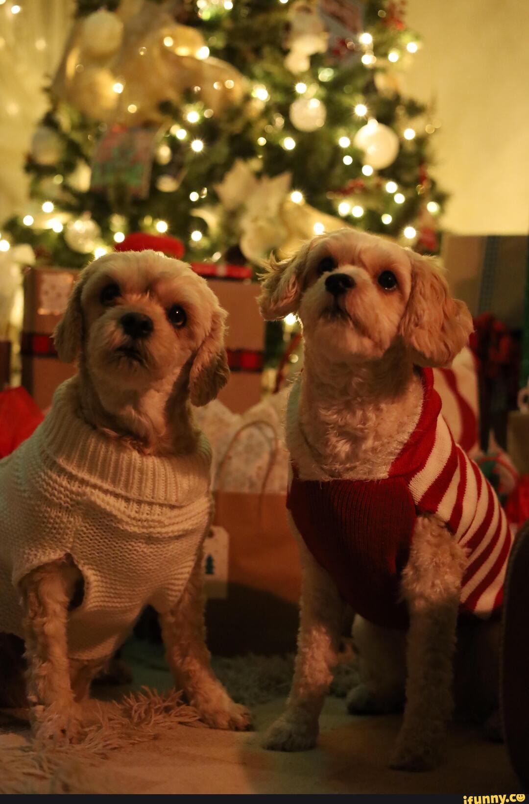 Cavapoos memes. Best Collection of funny Cavapoos pictures on iFunny