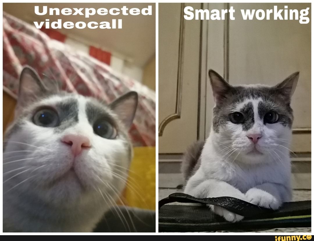 Smartworking memes. Best Collection of funny Smartworking pictures on ...