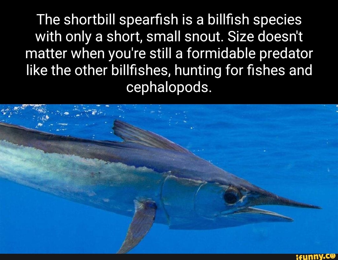 Marlin memes. Best Collection of funny Marlin pictures on iFunny