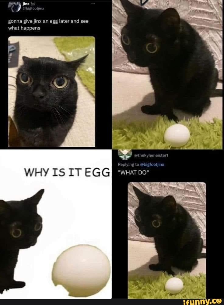 Gonna give jinx an egg later and see what happens WHY IS EGG - iFunny