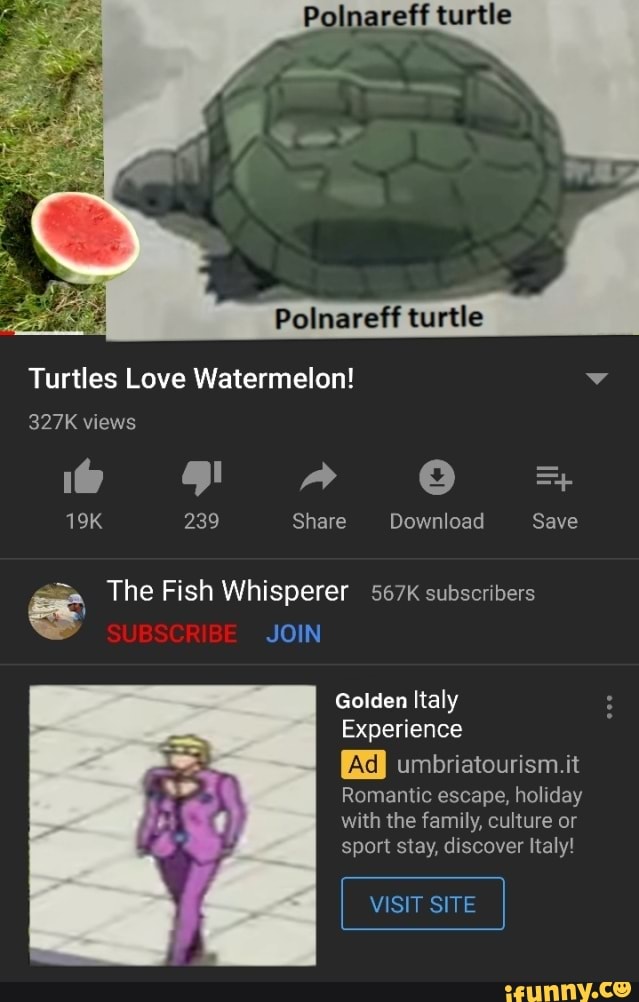 P- reff turtle Polnareff turtle Turtles Love Watermelon! v 19K 239 Share Download Save The Fish ...