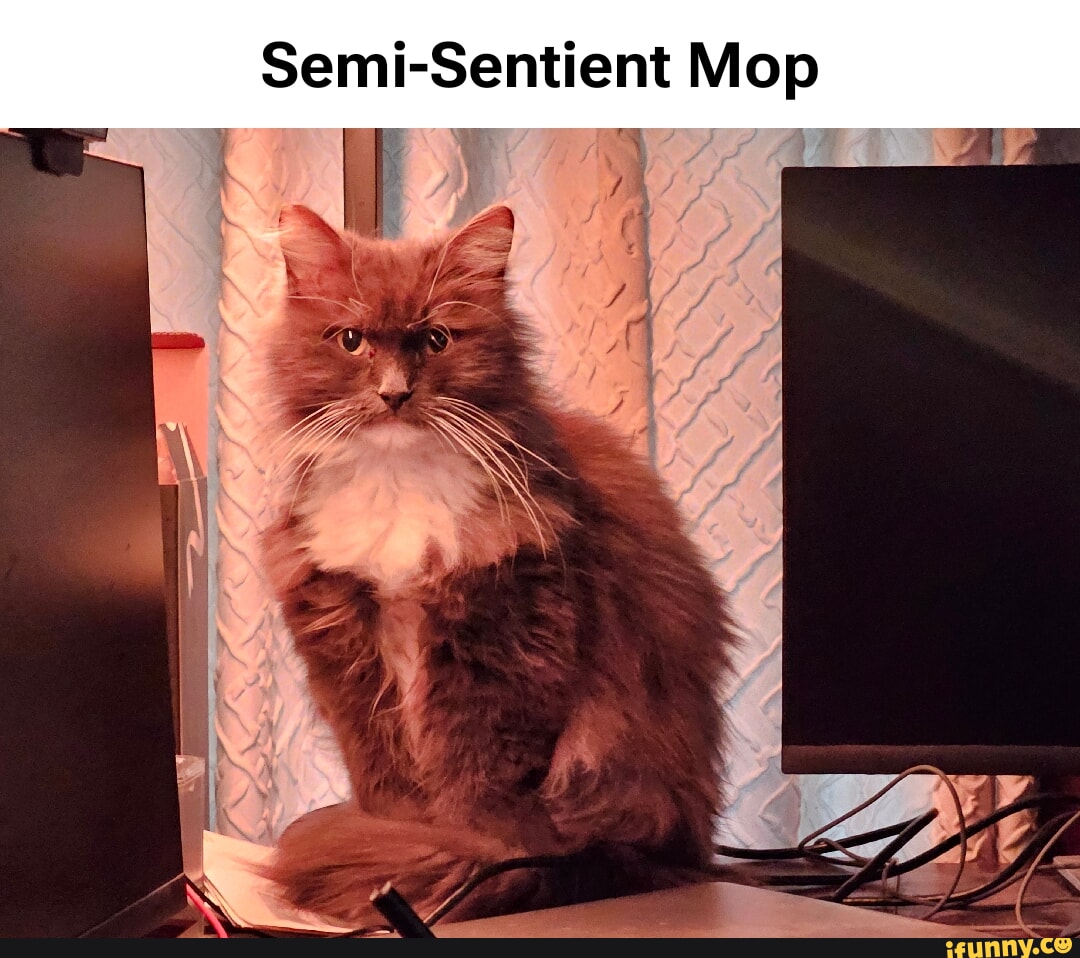 Mop memes. Best Collection of funny Mop pictures on iFunny