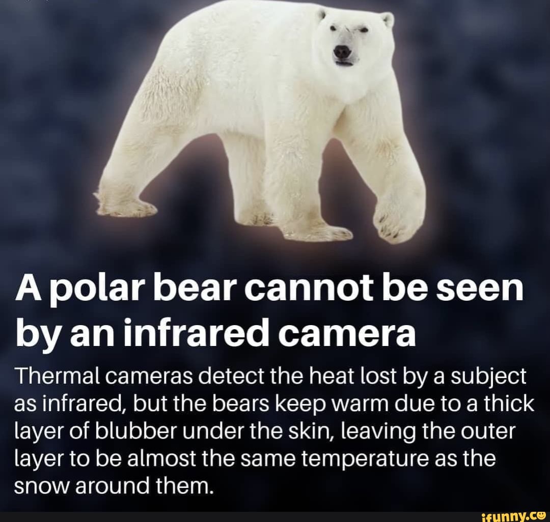 A polar bear cannot be seen by an infrared camera Thermal cameras ...