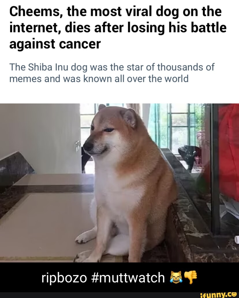 Cheems, the most viral dog on the internet, dies after losing his ...