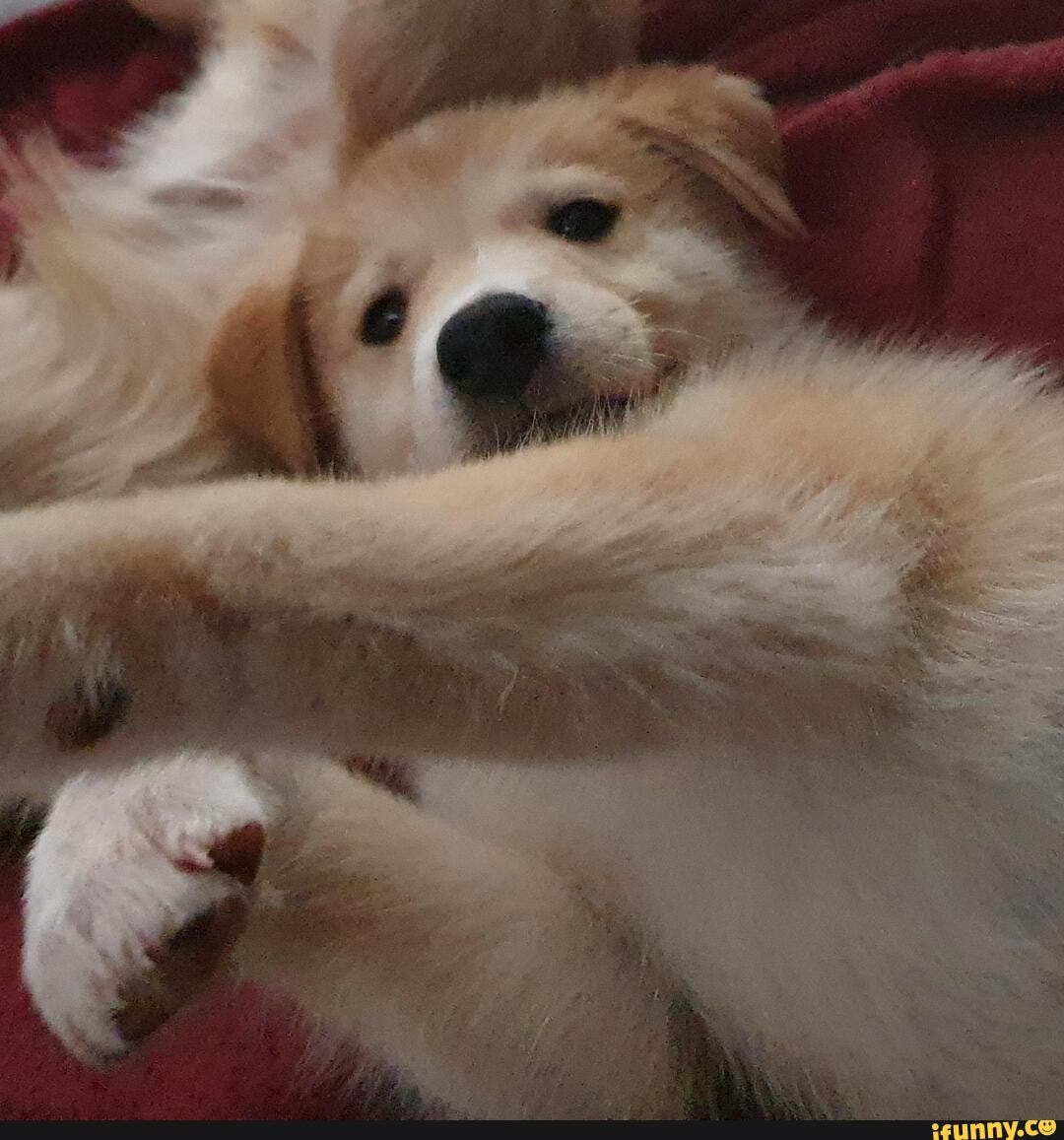 Animal_rescue memes. Best Collection of funny Animal_rescue pictures on ...