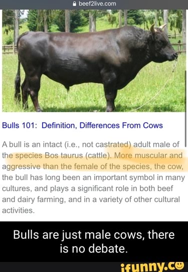 Bulls 101: Definition, Differences From Cows A bull is an intact cst ...