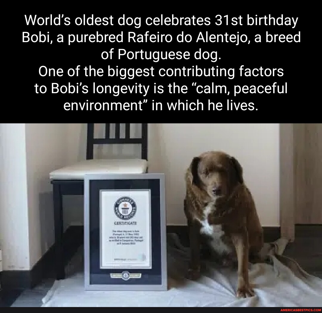 World's oldest dog celebrates 31st birthday Bobi, a purebred Rafeiro do ...