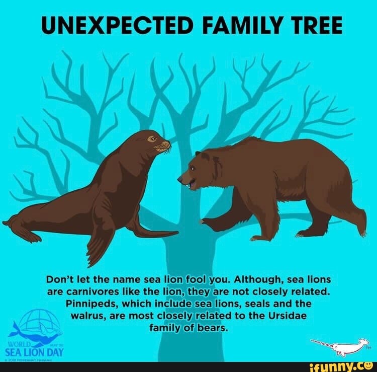 UNEXPECTED FAMILY TREE Don't let the name sea lion fool you. Although ...