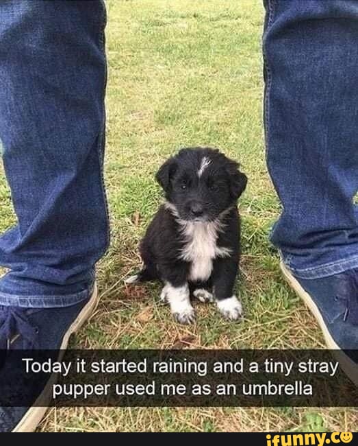Umbrella memes. Best Collection of funny Umbrella pictures on iFunny