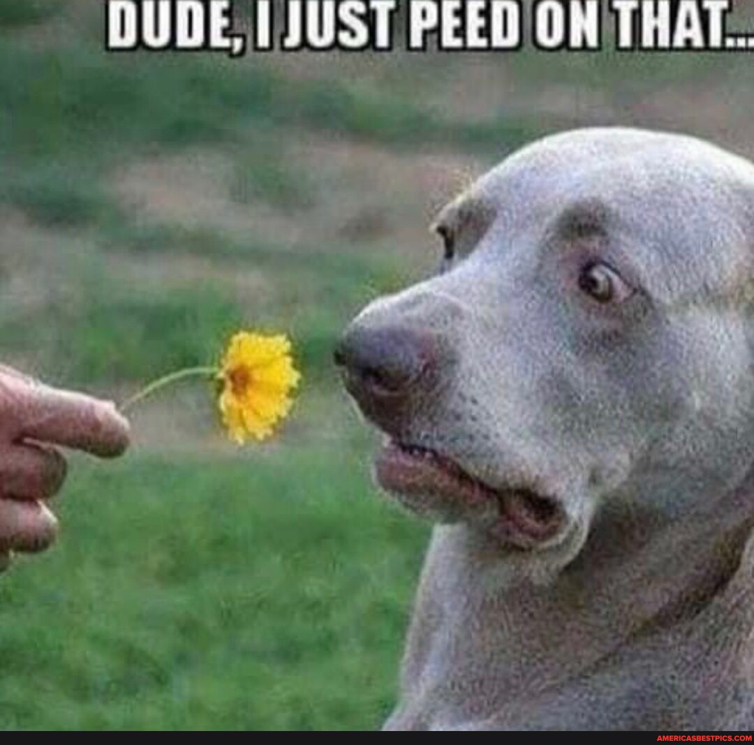 OUDE JUST PEED ON THAT. - America’s best pics and videos