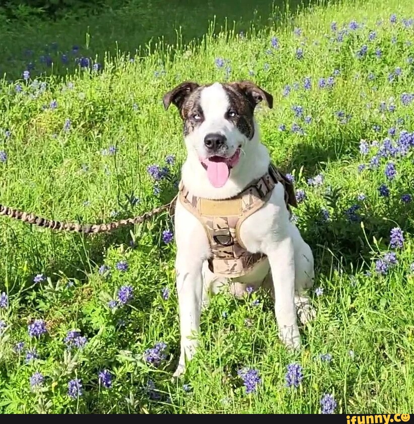 Bluebonnets memes. Best Collection of funny Bluebonnets pictures on iFunny