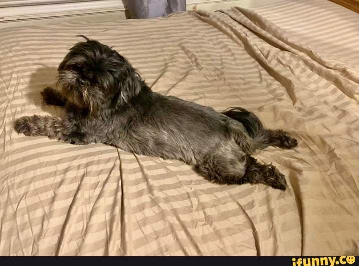 Yanni memes. Best Collection of funny Yanni pictures on iFunny