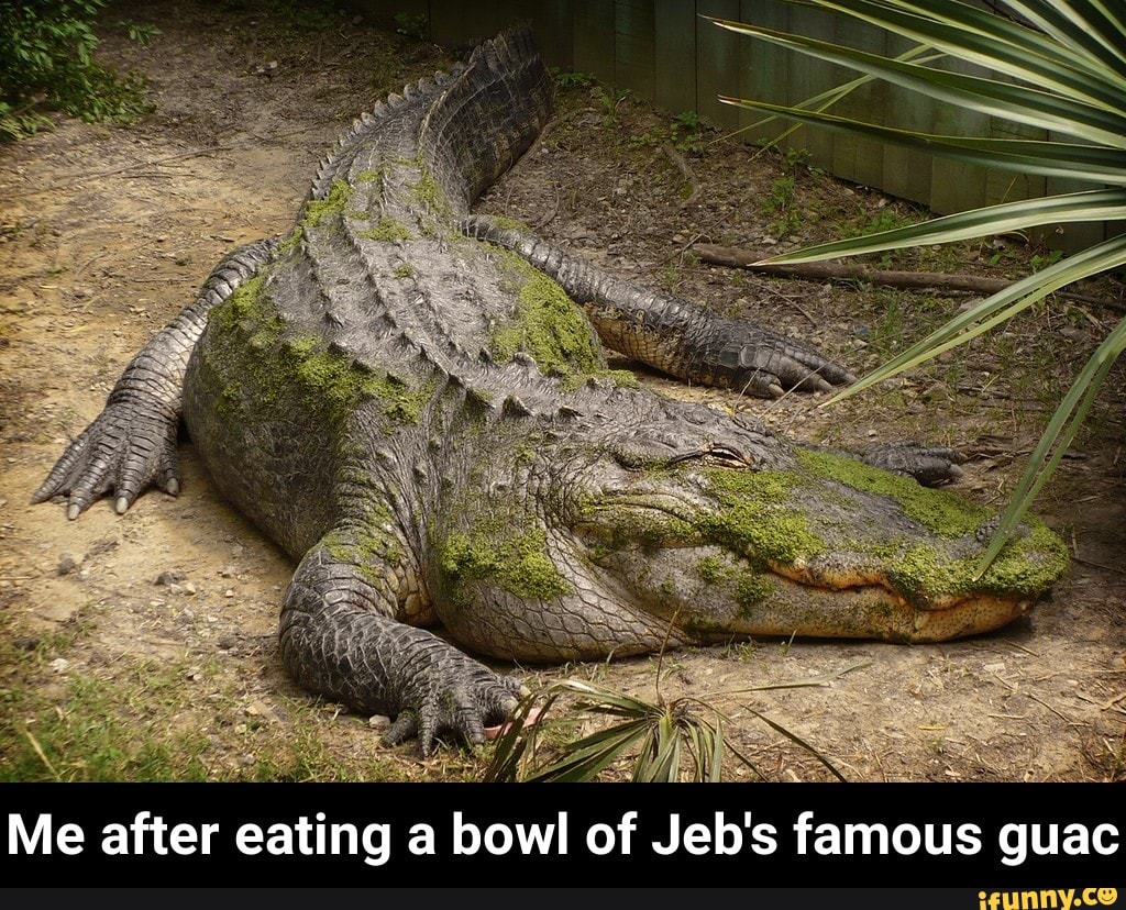 Me after eating a bowl of Jeb's famous guac - Me after eating a bowl of ...