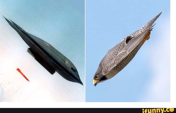 Peregrine_falcon memes. Best Collection of funny Peregrine_falcon ...