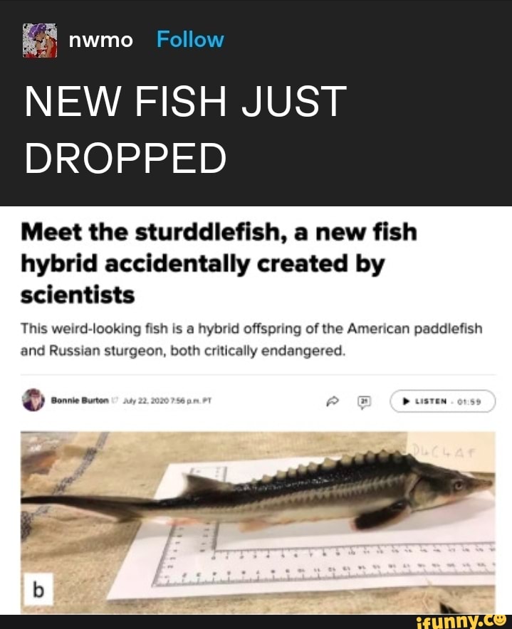 Nwmo NEW FISH JUST DROPPED Meet the sturddlefish, a new fish hybrid ...