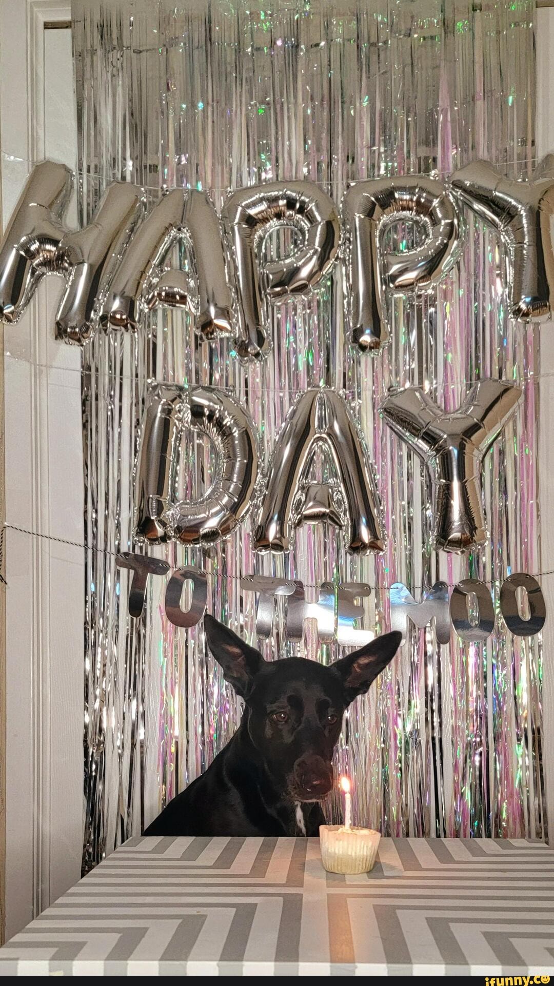 Gotcha_day memes. Best Collection of funny Gotcha_day pictures on iFunny