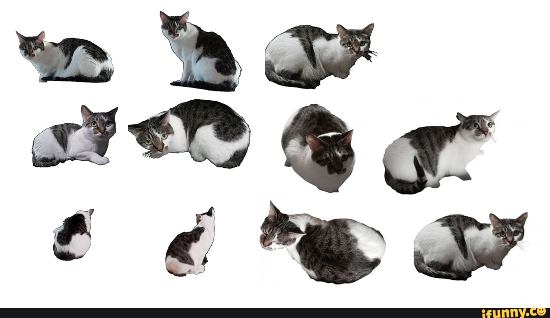 Ugly cats(shitpost) - iFunny