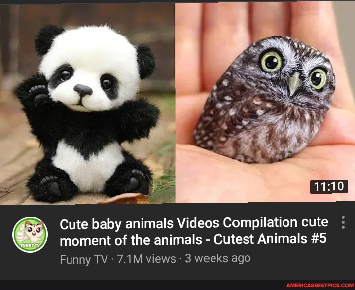 Cute baby animals Videos Compilation cute : moment of the animals ...