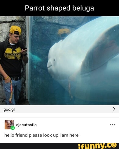 Beluga memes. Best Collection of funny Beluga pictures on iFunny