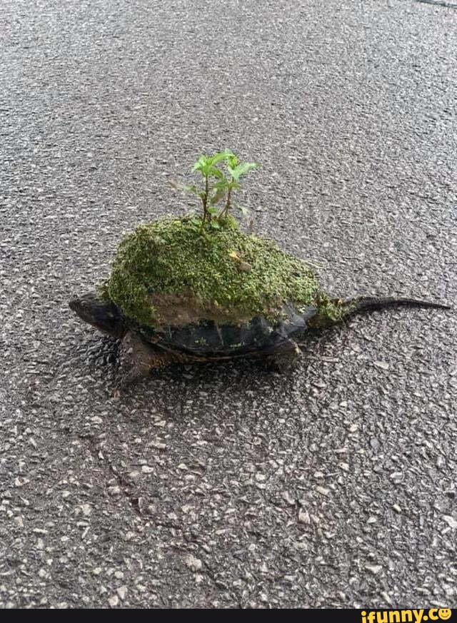 Common_snapping_turtle memes. Best Collection of funny Common_snapping ...