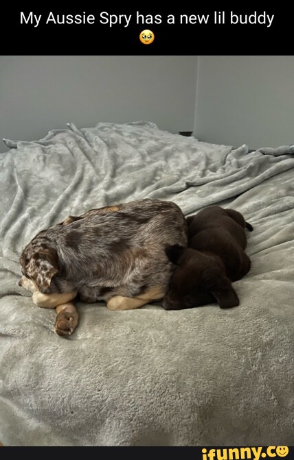 My Aussie Spry has new lil buddy - iFunny