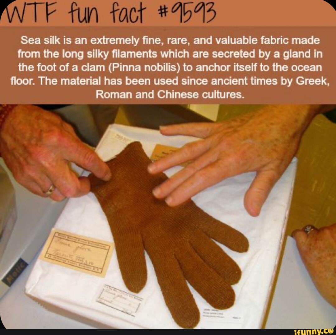 Ocr Sea silk is an extremely fine, rare, and valuable fabric made from ...